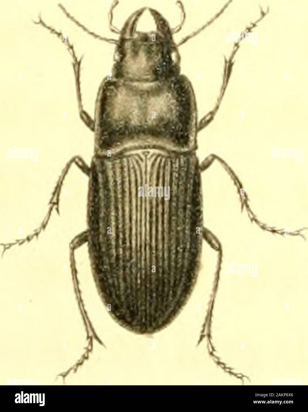 American entomology, or, Descriptions of the insects of North America ...