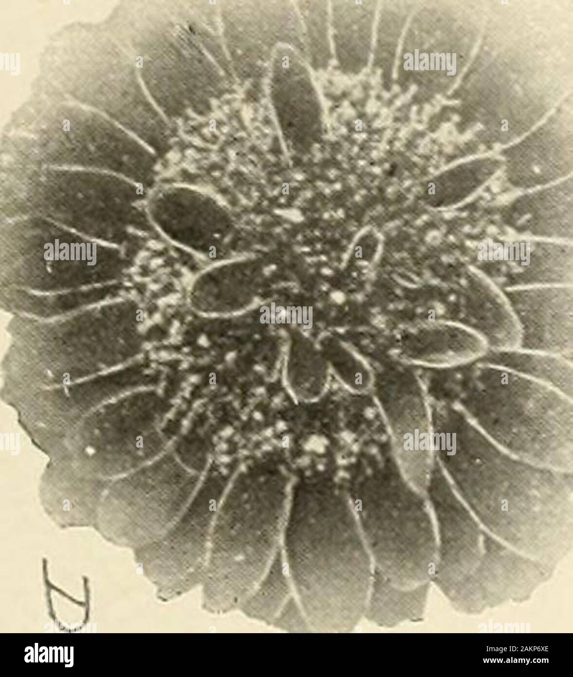 Peloric flower hi-res stock photography and images - Alamy