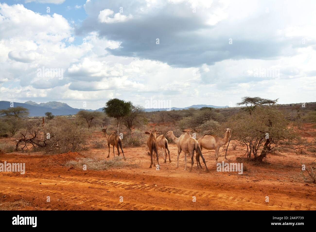 African landscapes -hot yellow bush, trees and blue sky. Conceptual ...