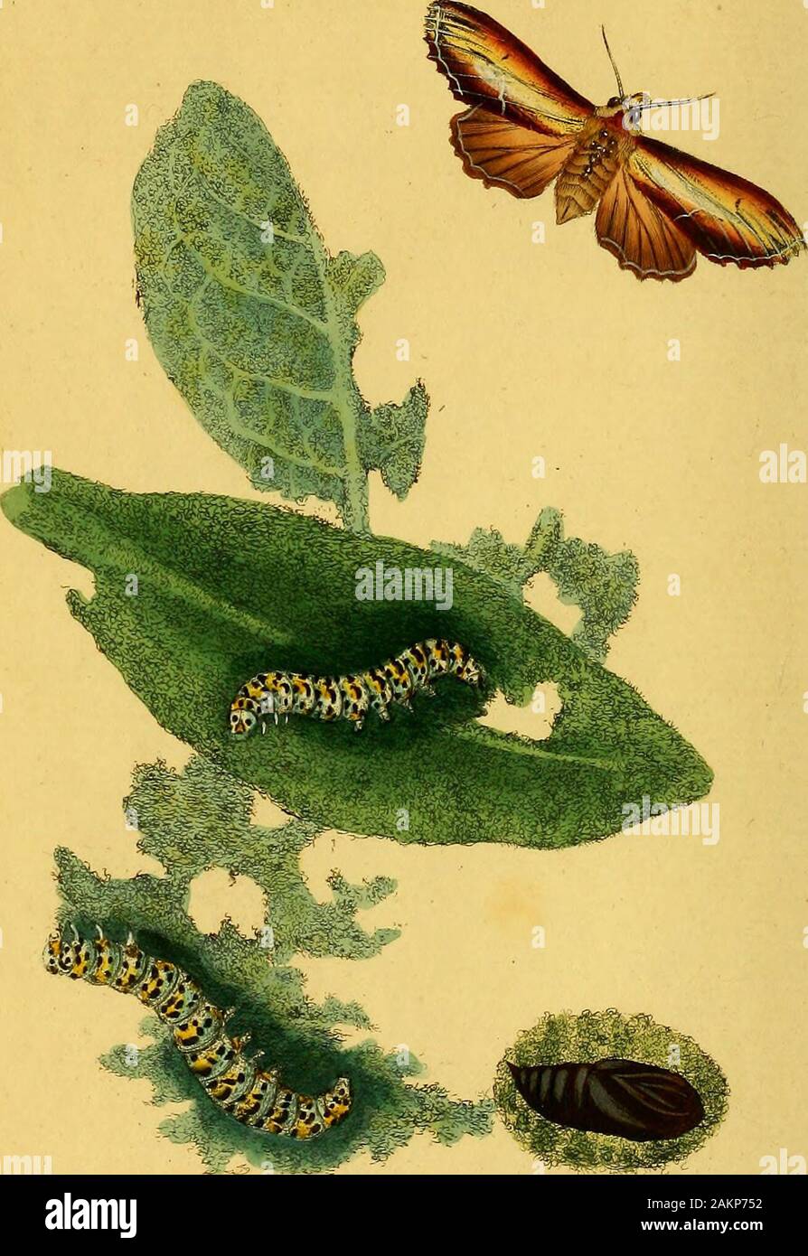 The natural history of British insects : explaining them in their ...