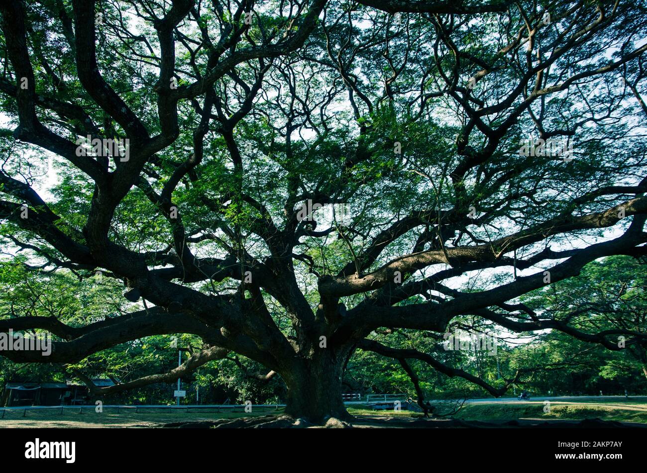 under of Rain tree with dark light at Kanchanaburi, Thailand Stock ...