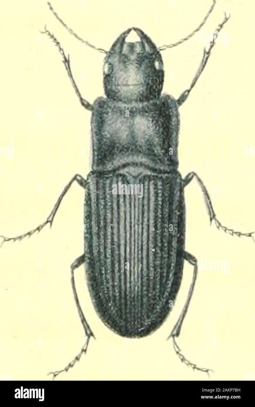 American entomology, or, Descriptions of the insects of North America ...