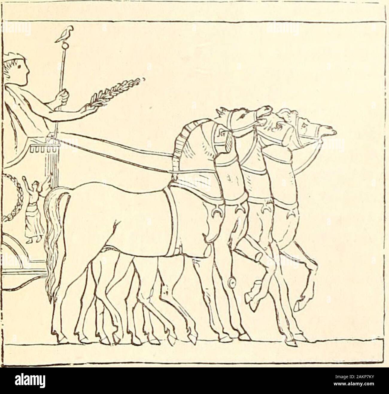 Strangeanimals hi-res stock photography and images - Alamy