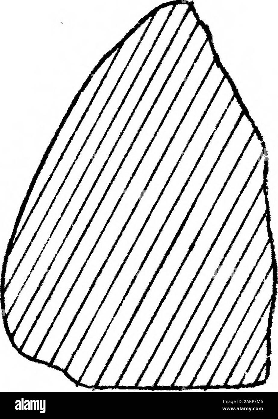 The Transition from Rostro-Carinate Flint Implements to the Tongue ...