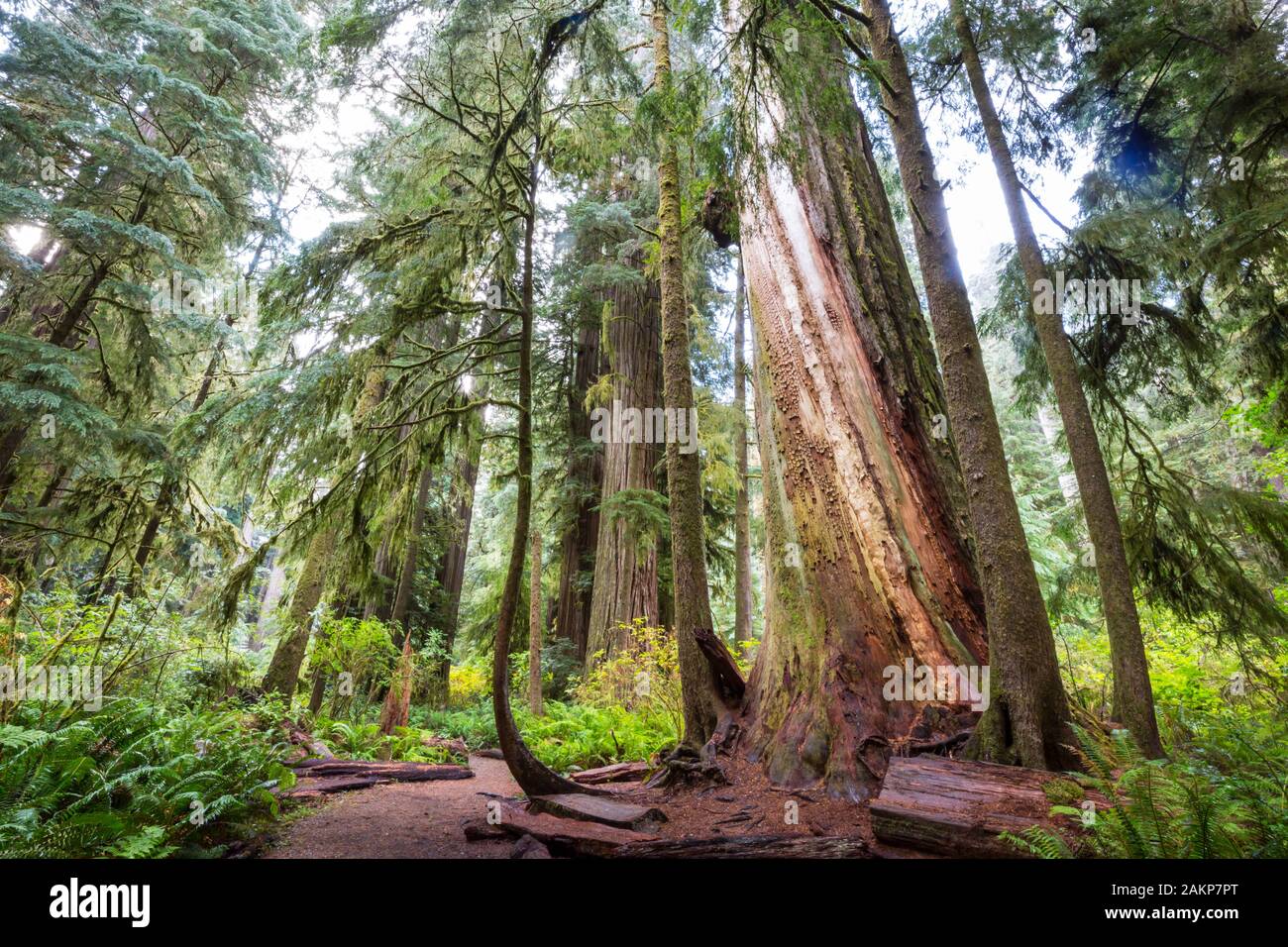 Redwood trees in Northern California forest, USA Stock Photo - Alamy