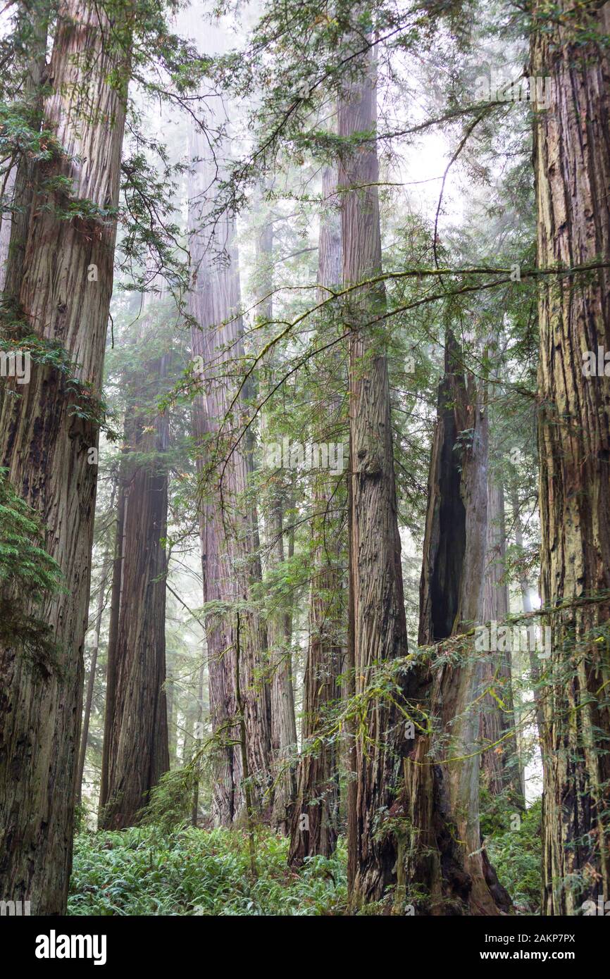 Redwood trees in Northern California forest, USA Stock Photo - Alamy