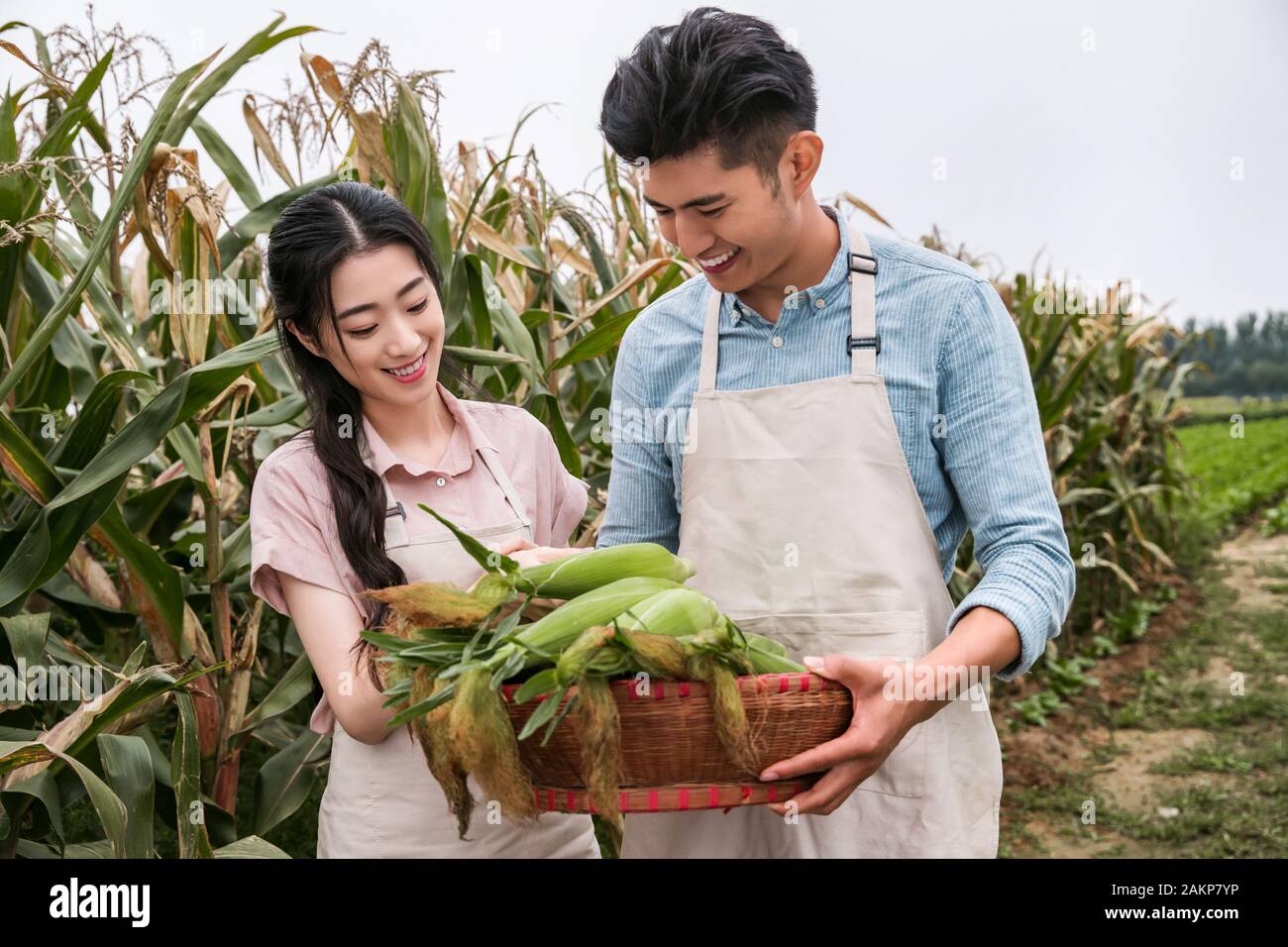 Oriental couple pick corn Stock Photo - Alamy