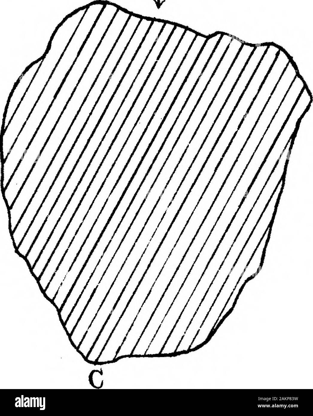The Transition from Rostro-Carinate Flint Implements to the Tongue ...