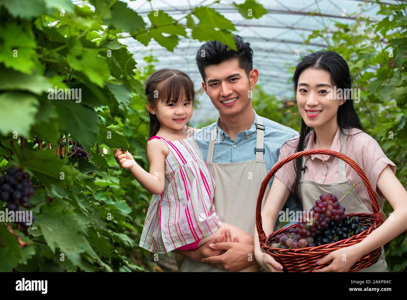 Grapes family hi-res stock photography and images - Alamy