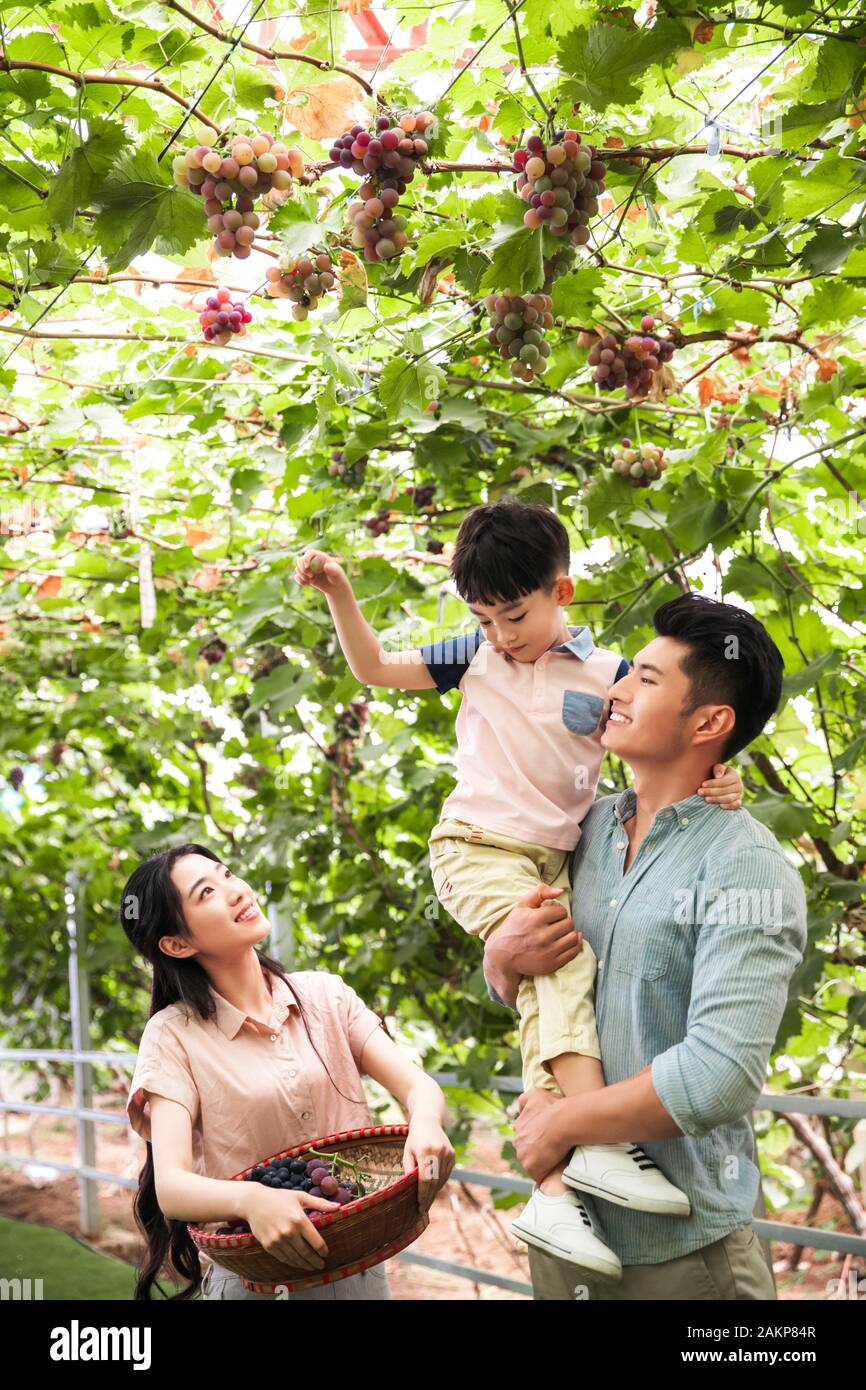 Family harvest activity hi-res stock photography and images - Alamy