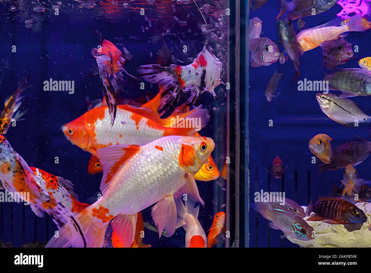 2020 Color Trends. Aquarium with blue water and vibrant lush lava and ...