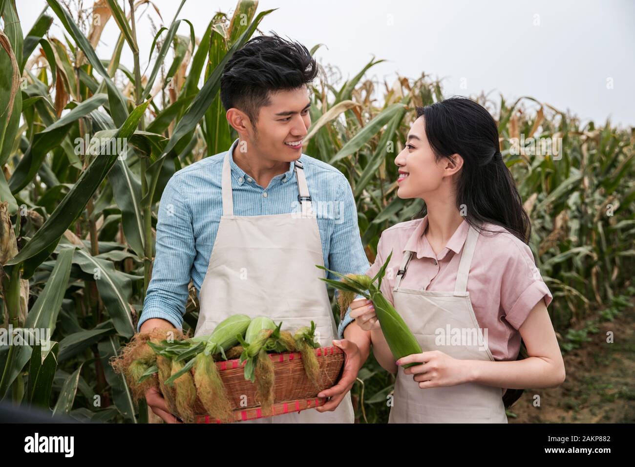 Pick corn hi-res stock photography and images - Alamy