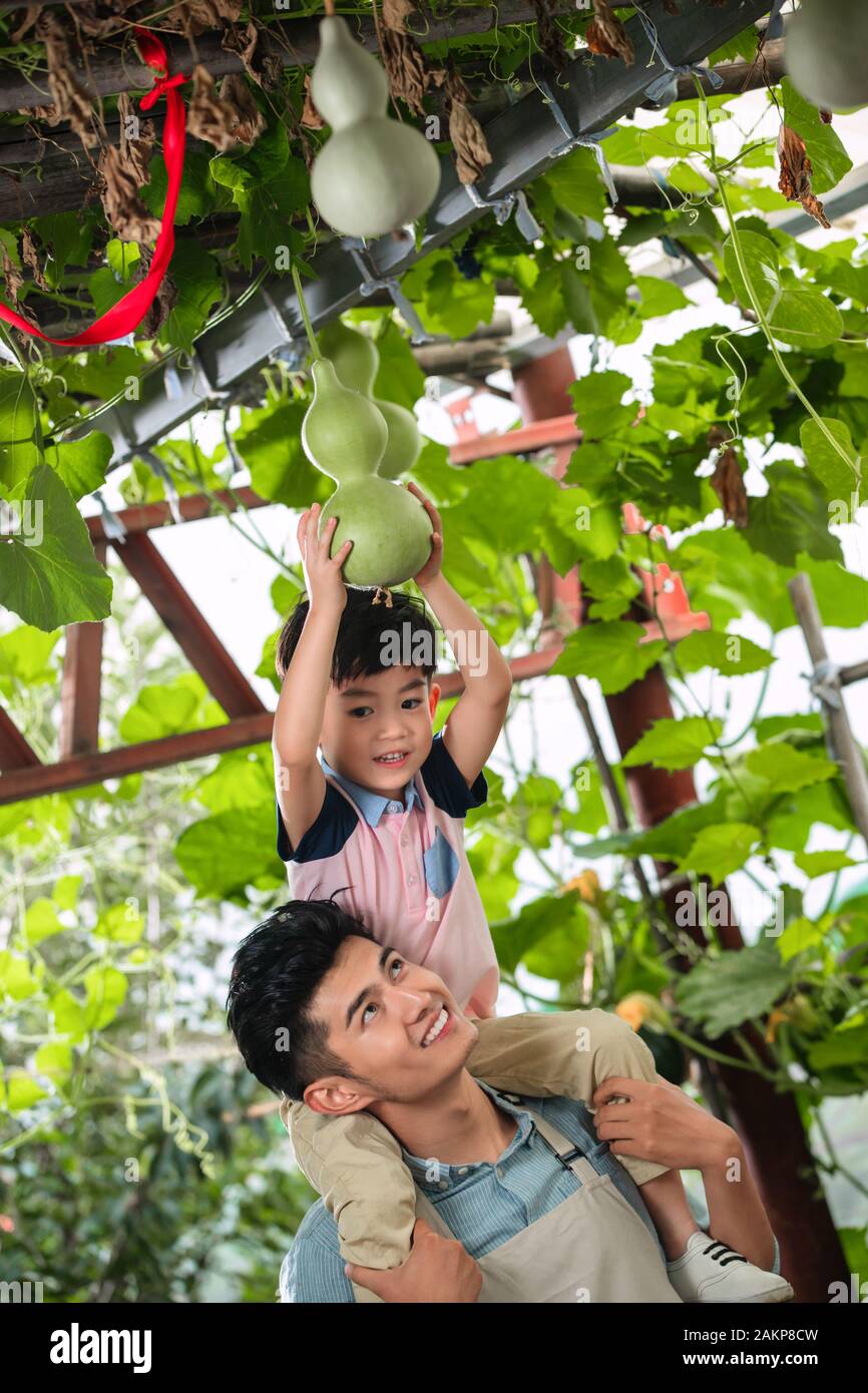 Father and son to pick a gourd east Stock Photo - Alamy