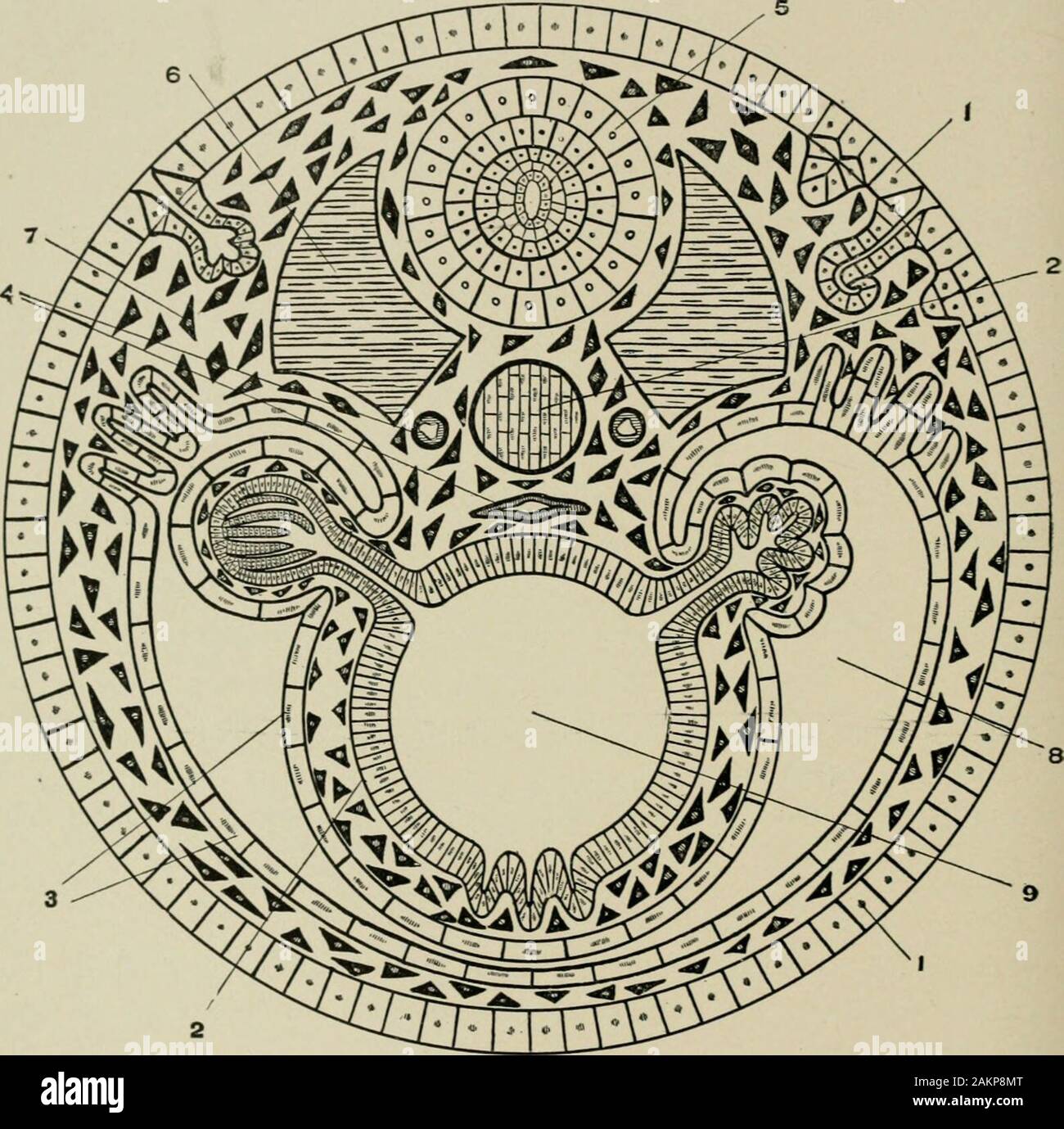 American practice of surgery : a complete system of the science and art ...