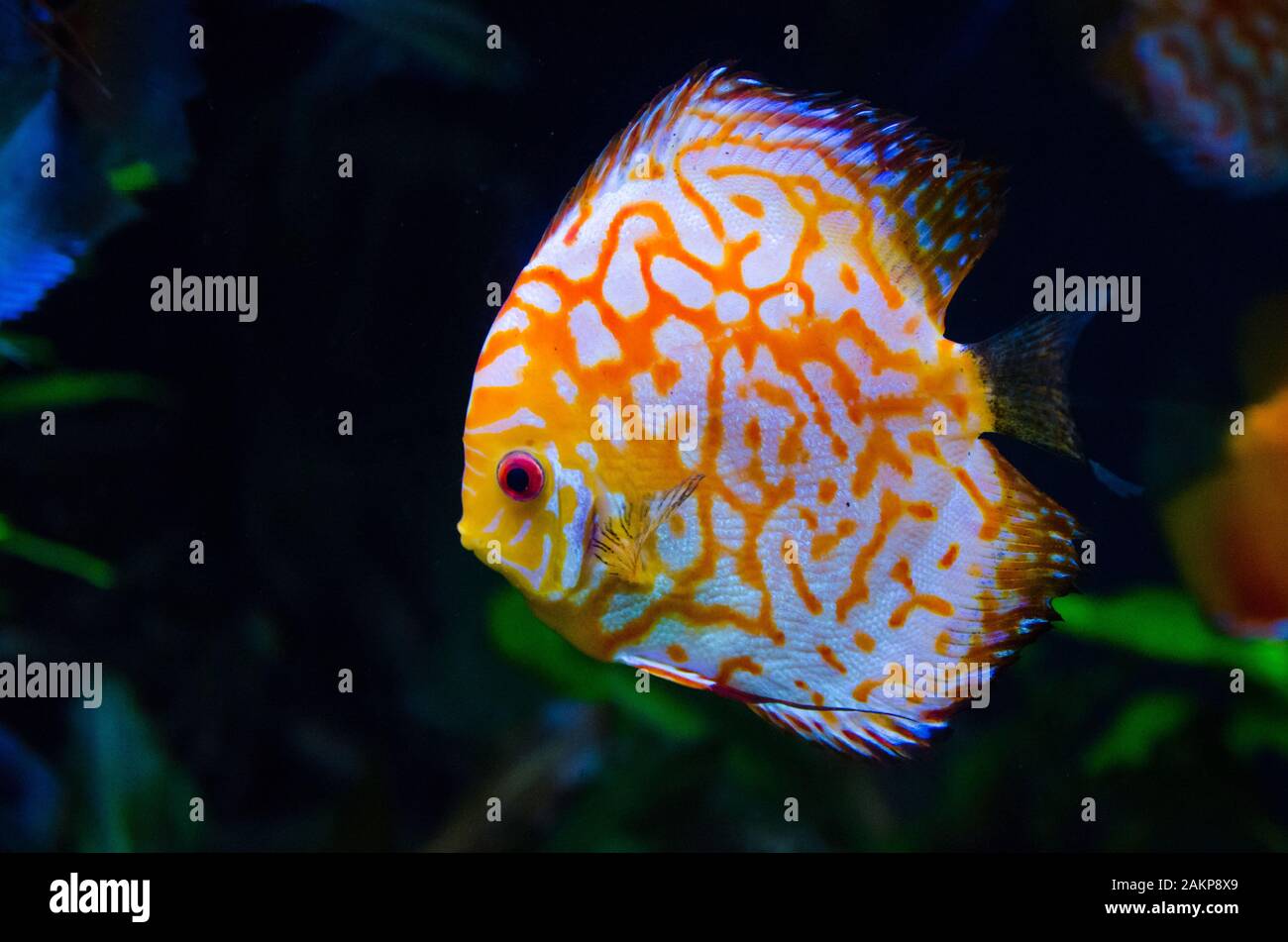 coral reef fish in dark background Stock Photo - Alamy