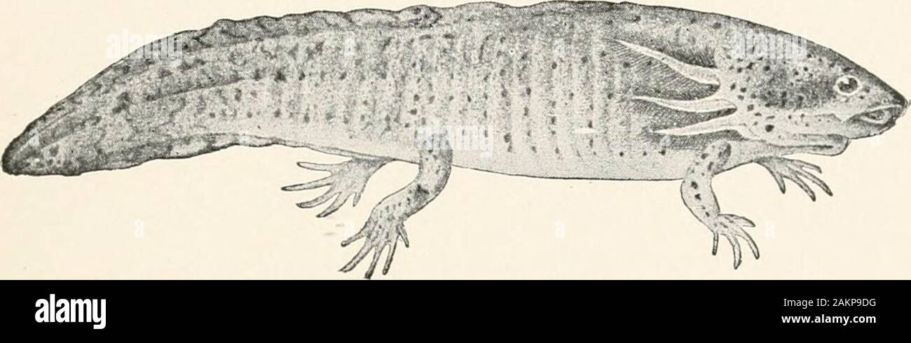 General principles of zoology . FIG. 4.—Tadpoles of Jfana teniporaria ...