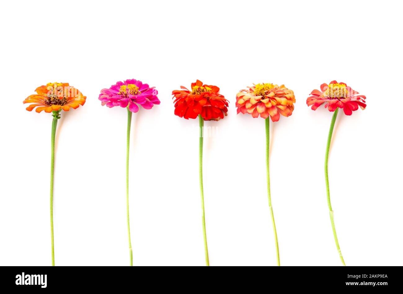 Five petal flowers Cut Out Stock Images & Pictures - Alamy
