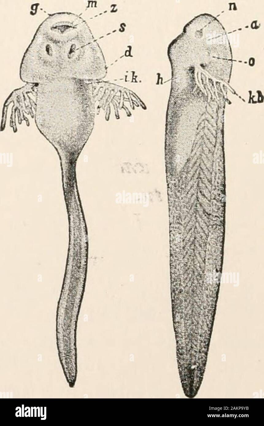 3 1 2 week human embryo hi-res stock photography and images - Alamy