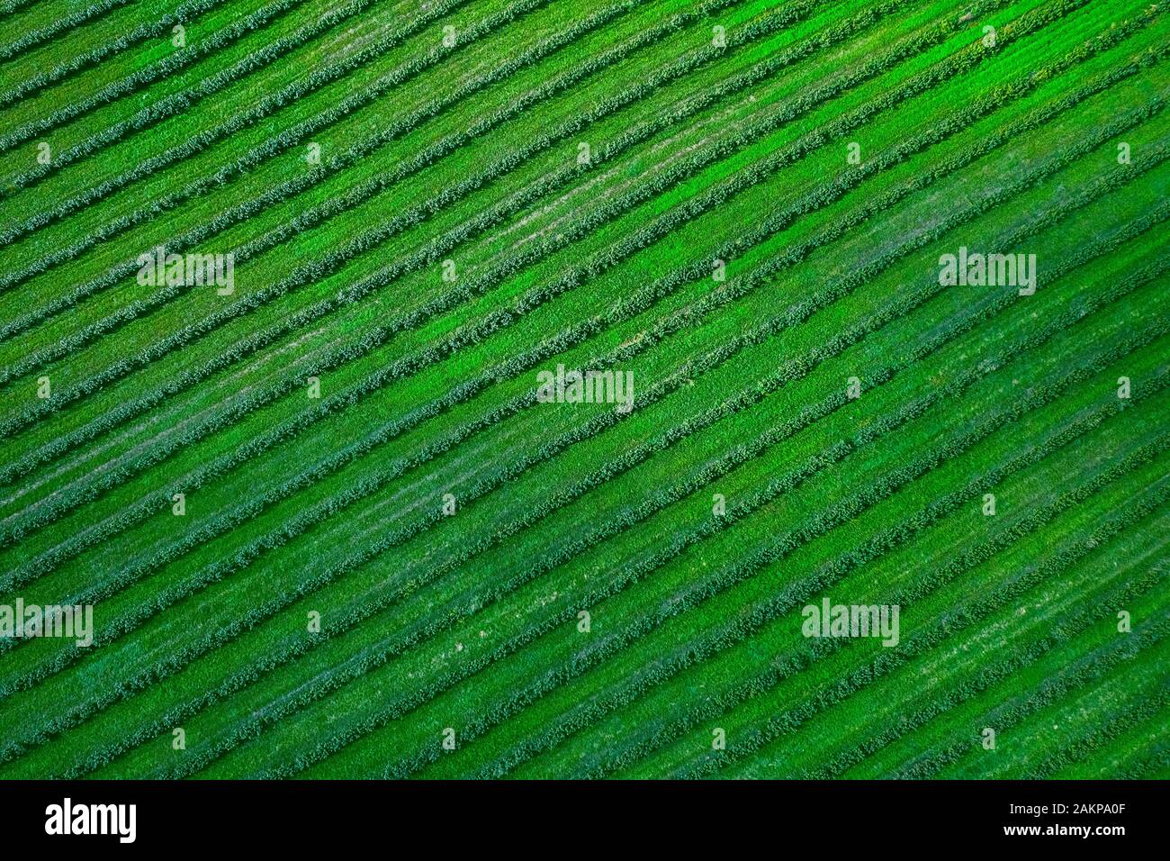 Aerial view of lush green maize farm hi-res stock photography and ...