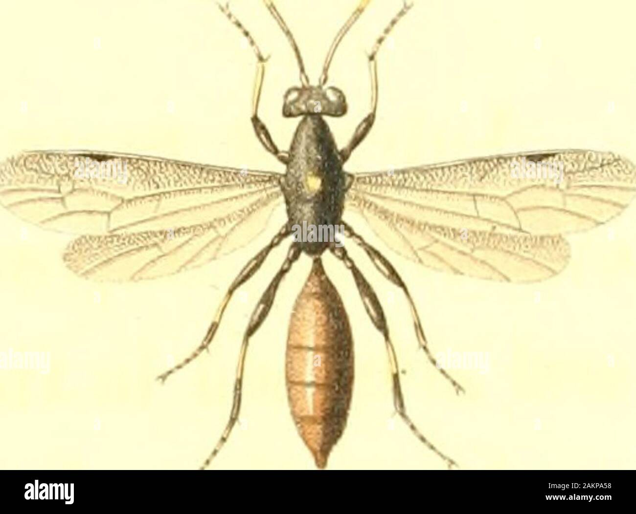 American entomology, or, Descriptions of the insects of North America ...