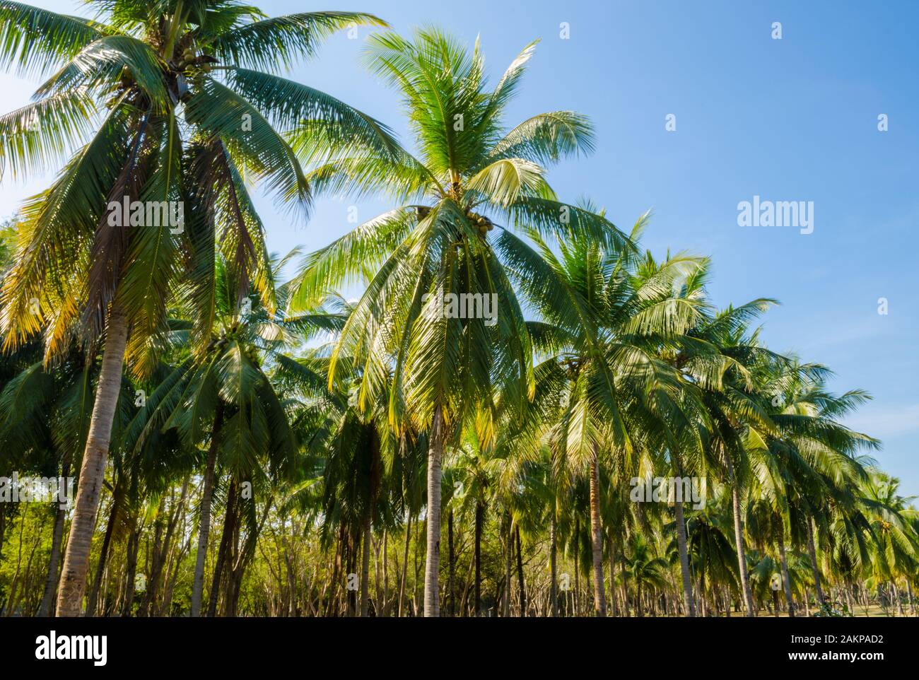 Palm leaf column hi-res stock photography and images - Alamy