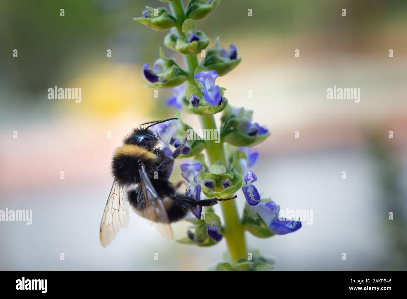 Furry bumble bee with black and yellow stripes gathering nectar and ...