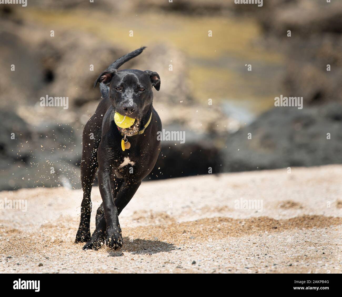Black dog playing with a ball in the north hi-res stock photography and ...