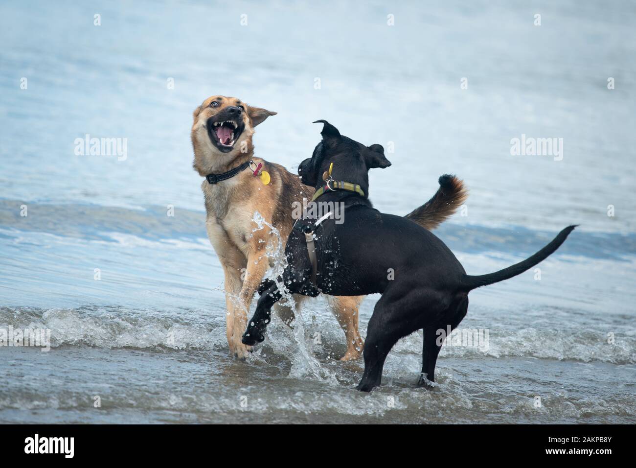 Two dogs playing in the water on the beach Stock Photo - Alamy
