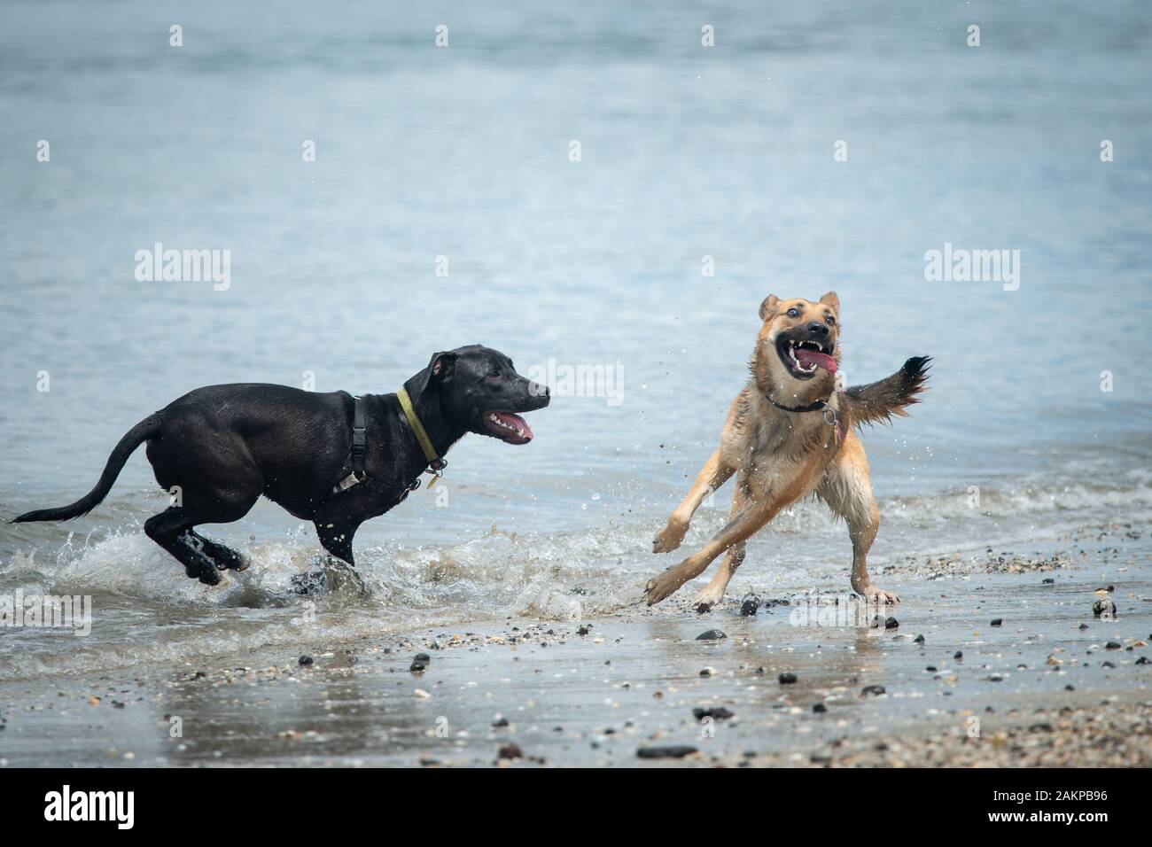 Dogs playing on the beach in summer Stock Photo - Alamy