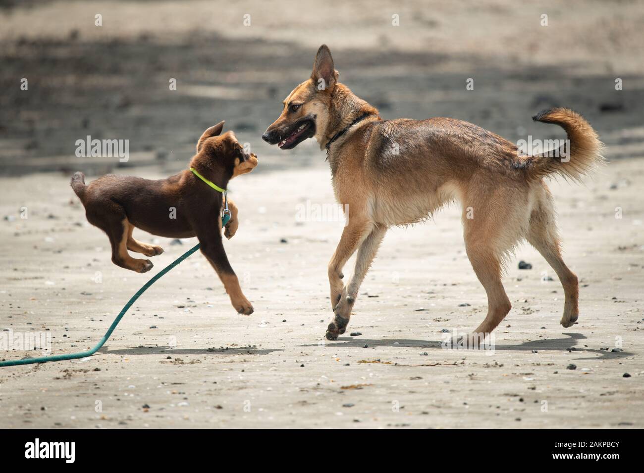 A small dog jumping in the air and playing with a big dog on the beach ...