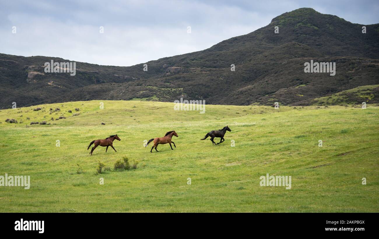 Three wild horses running in the Kaimanawa mountain ranges, Central ...