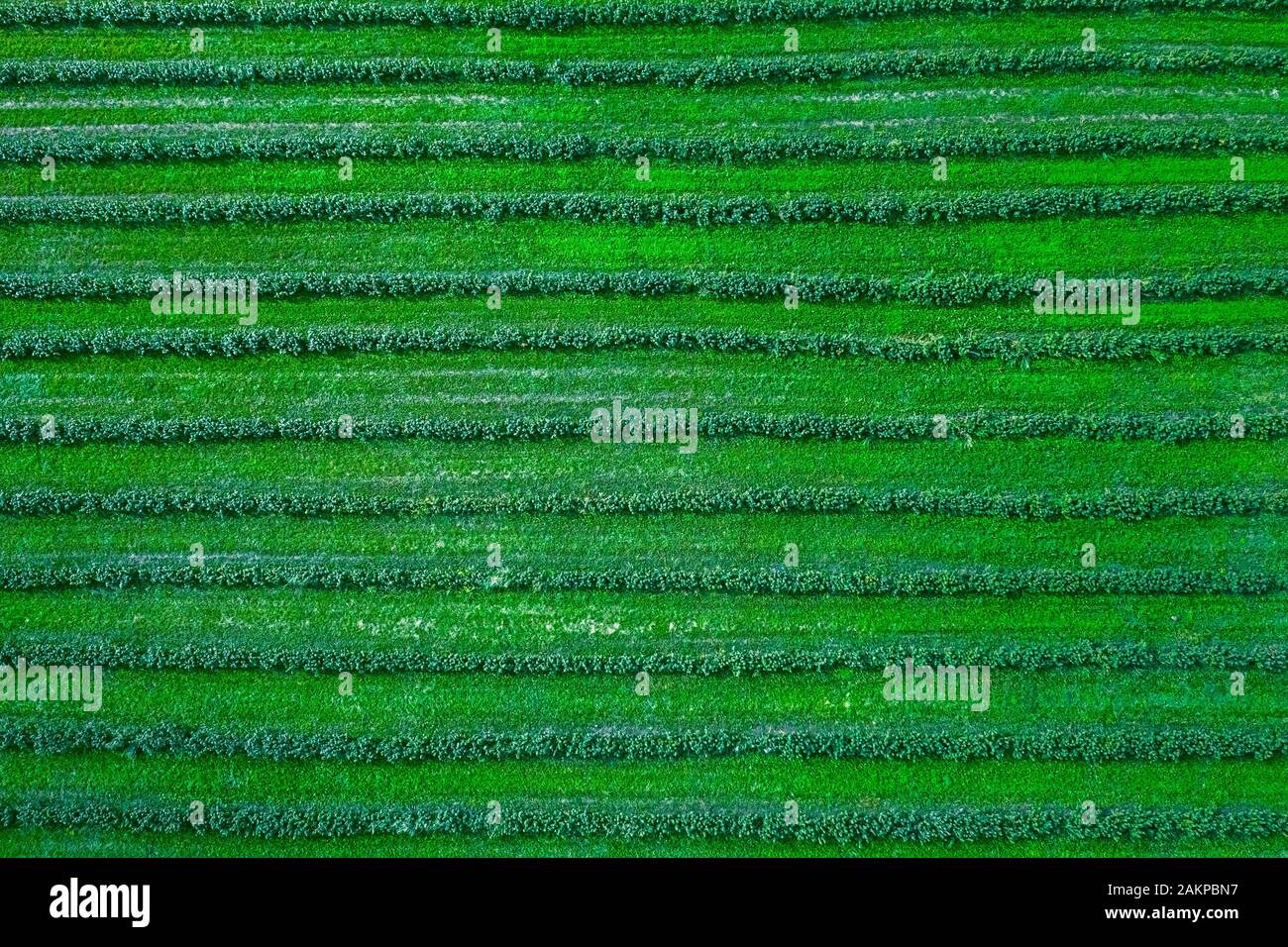 Green country field of potato with row lines, top view, aerial drone ...