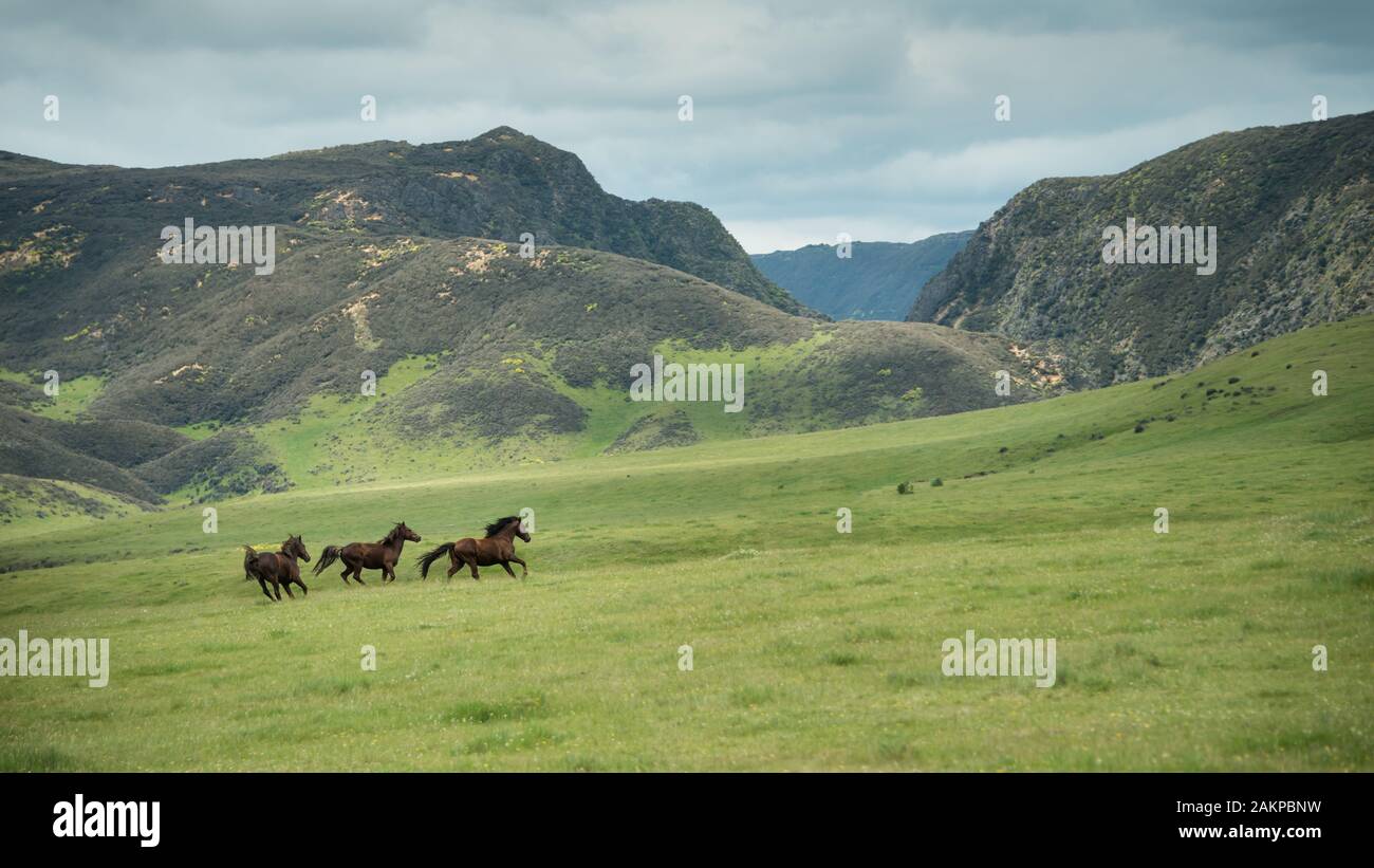 Three wild Kaimanawa horses running in the green hills of the mountain ...