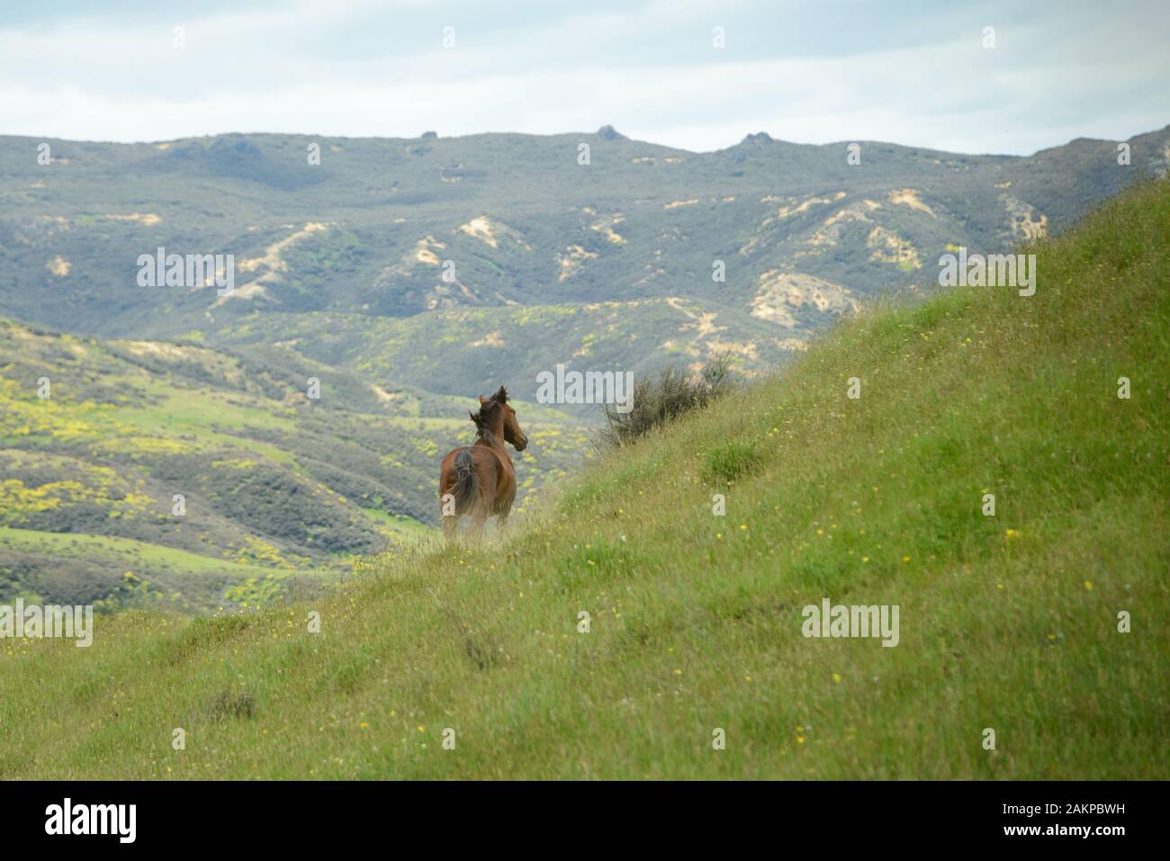 Wild Kaimanawa horse galloping on the green hills of the mountain ...