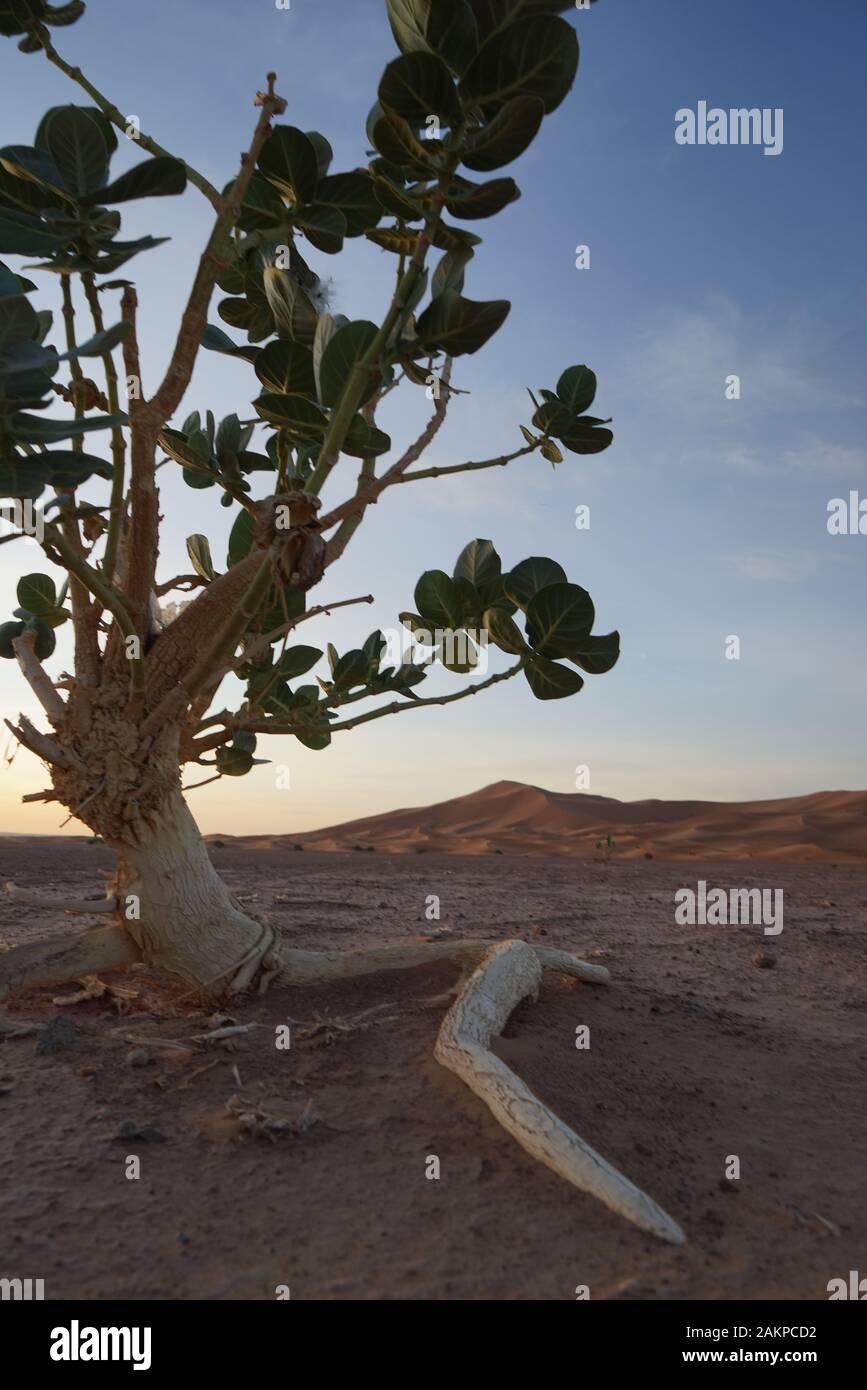 Africa's Sahara desert plants Stock Photo - Alamy