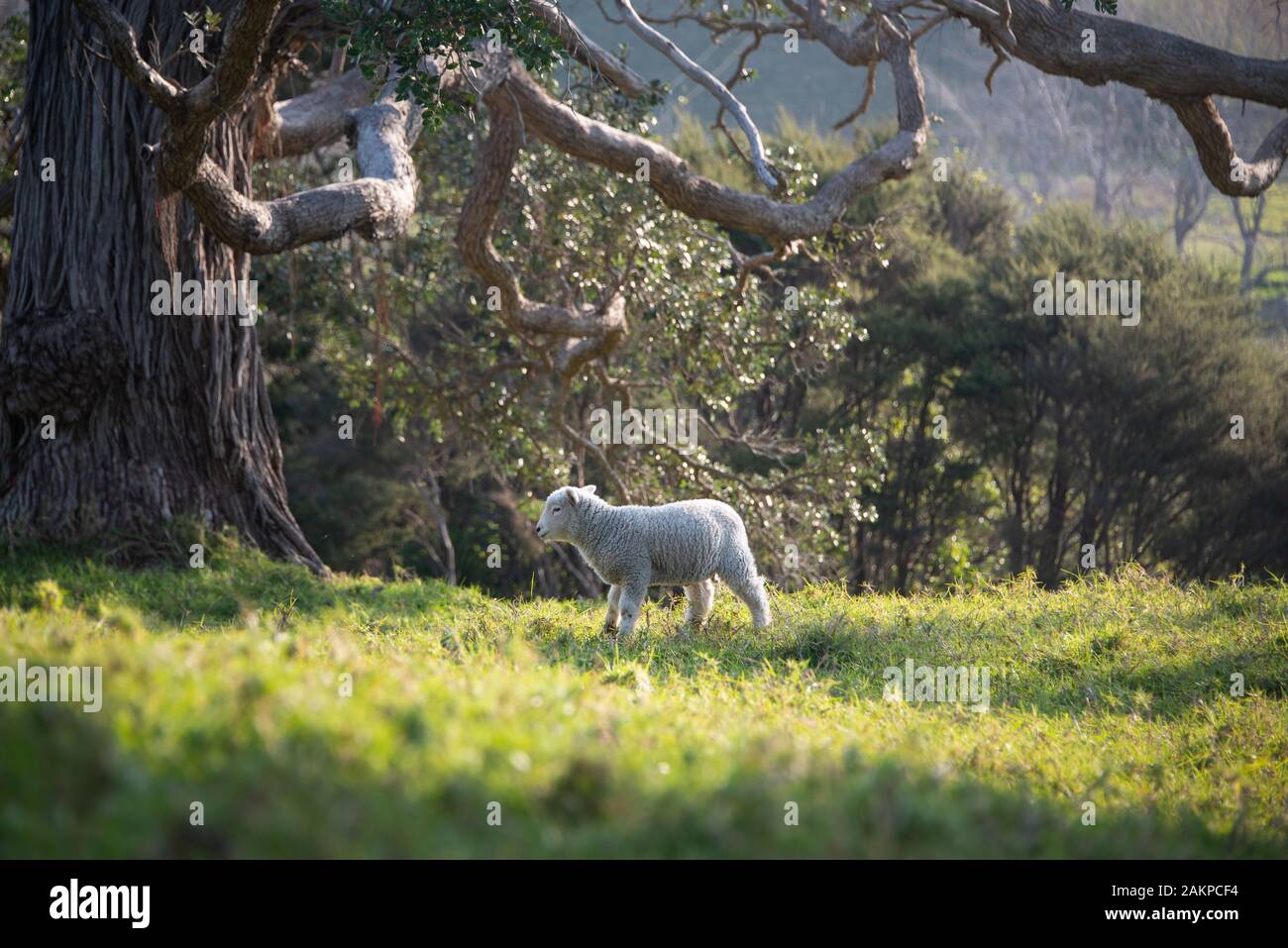 Baby lamb walking under the big trees Stock Photo - Alamy