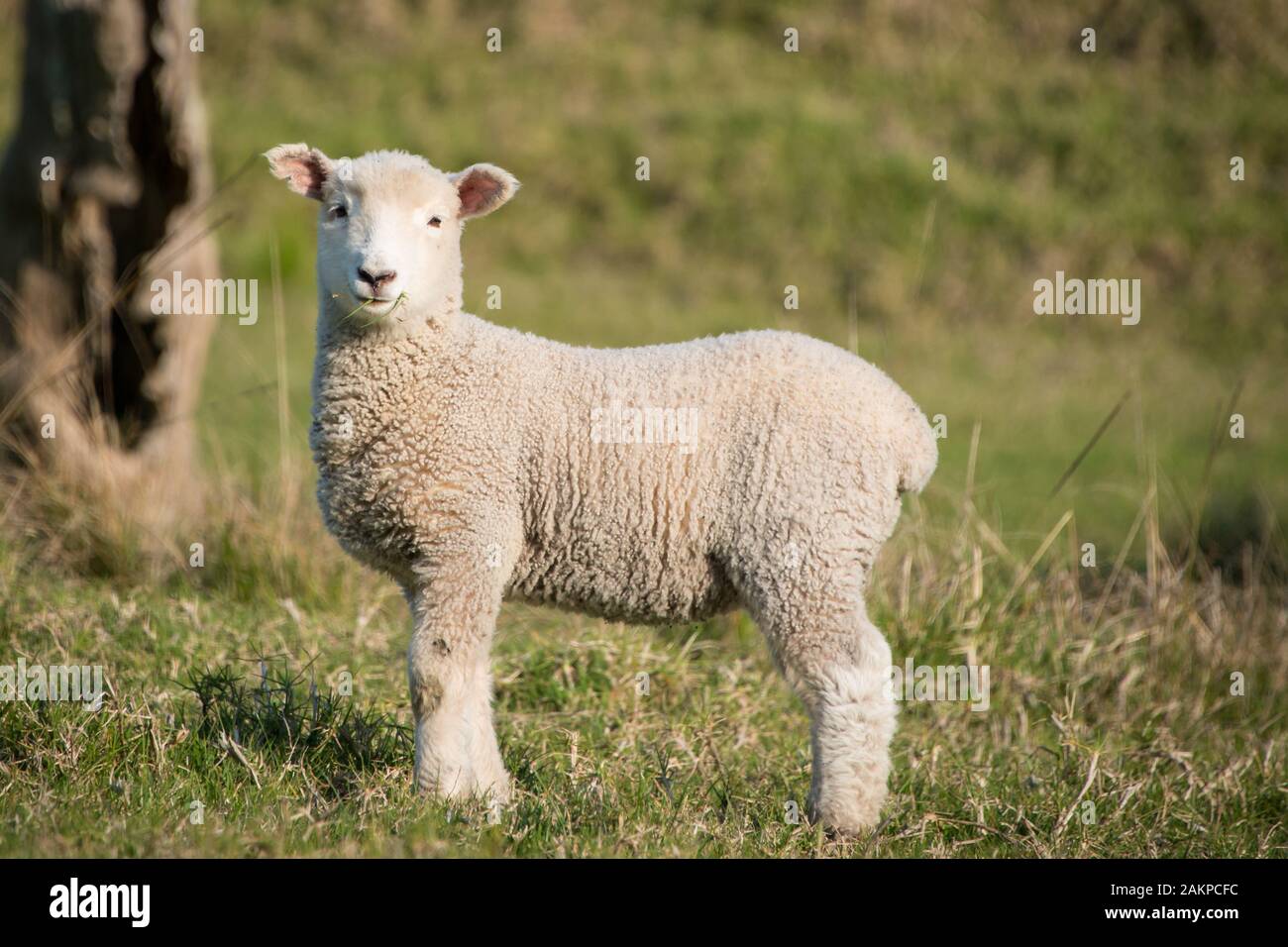 Baby Lamb in springtime Stock Photo - Alamy