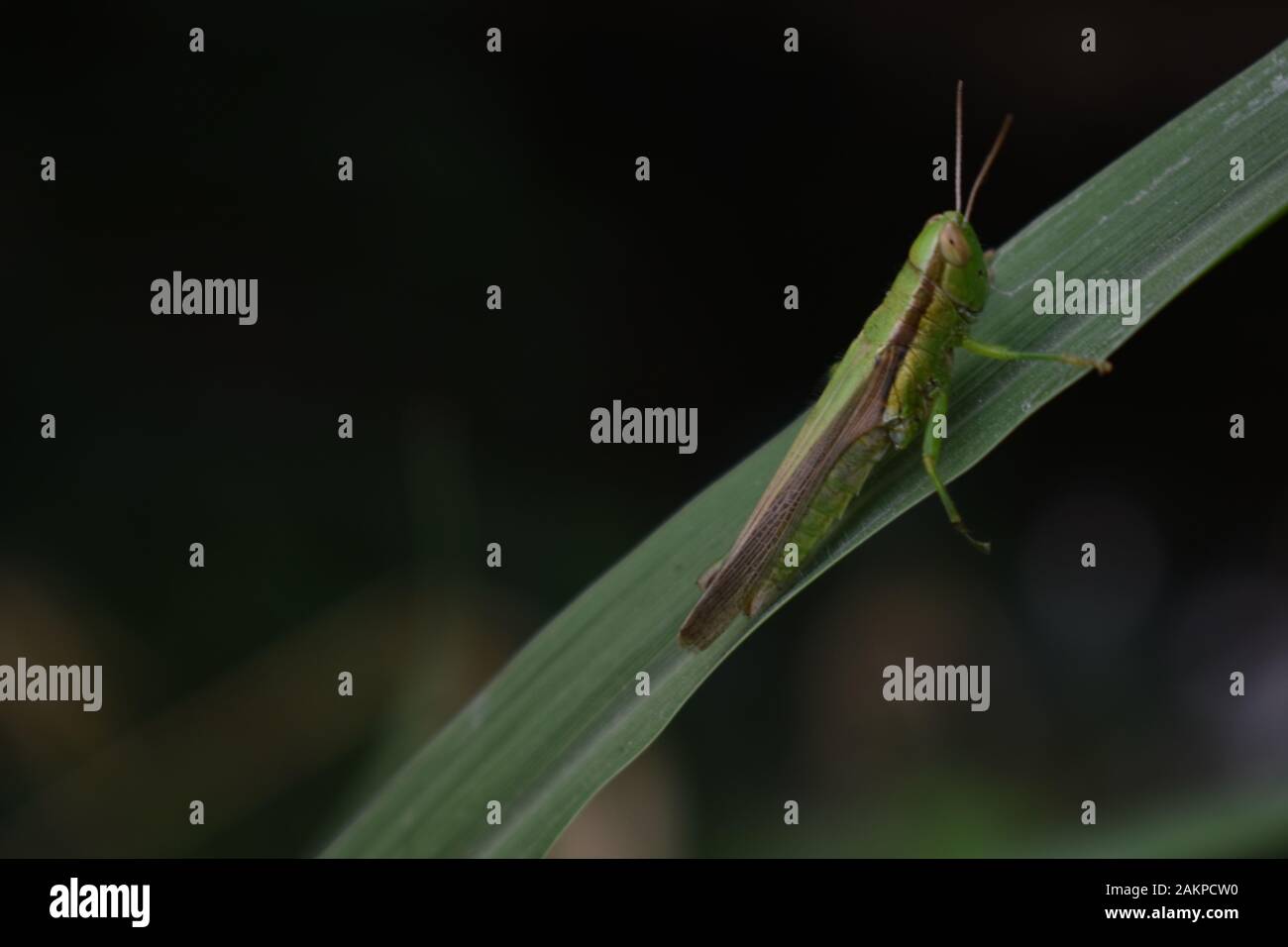 Oxya sp hi-res stock photography and images - Alamy