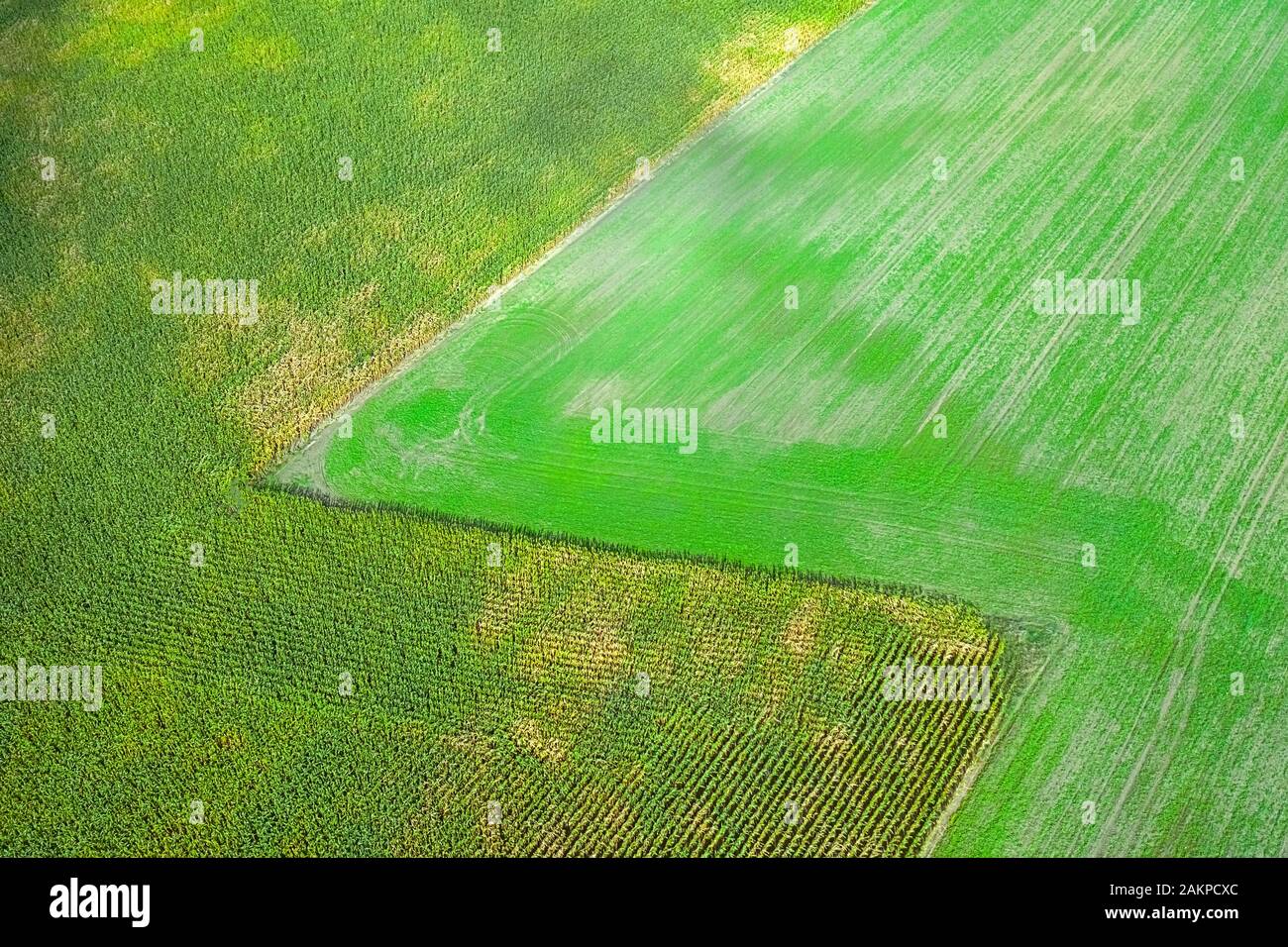 Green country field of potato with row lines, top view, aerial drone ...