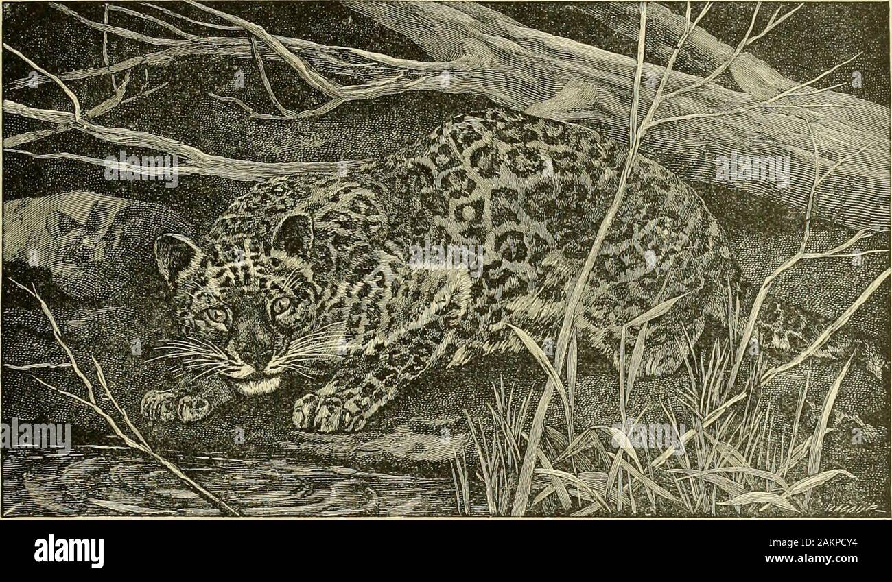 Leopard story hi-res stock photography and images - Alamy