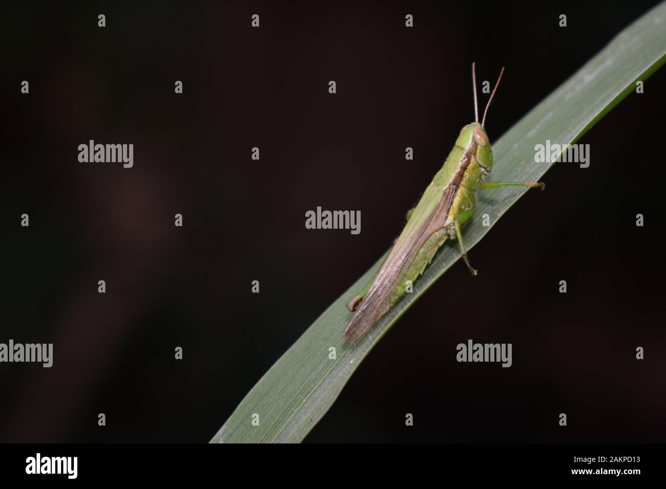 Oxya sp hi-res stock photography and images - Alamy