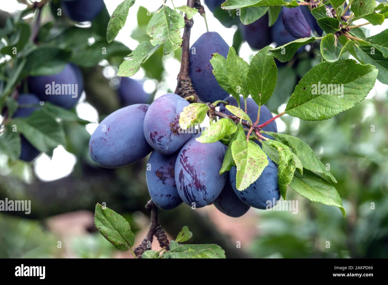Prunus domestica tree hi-res stock photography and images - Alamy