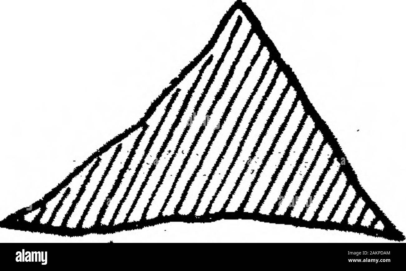 Carinate High Resolution Stock Photography and Images - Alamy