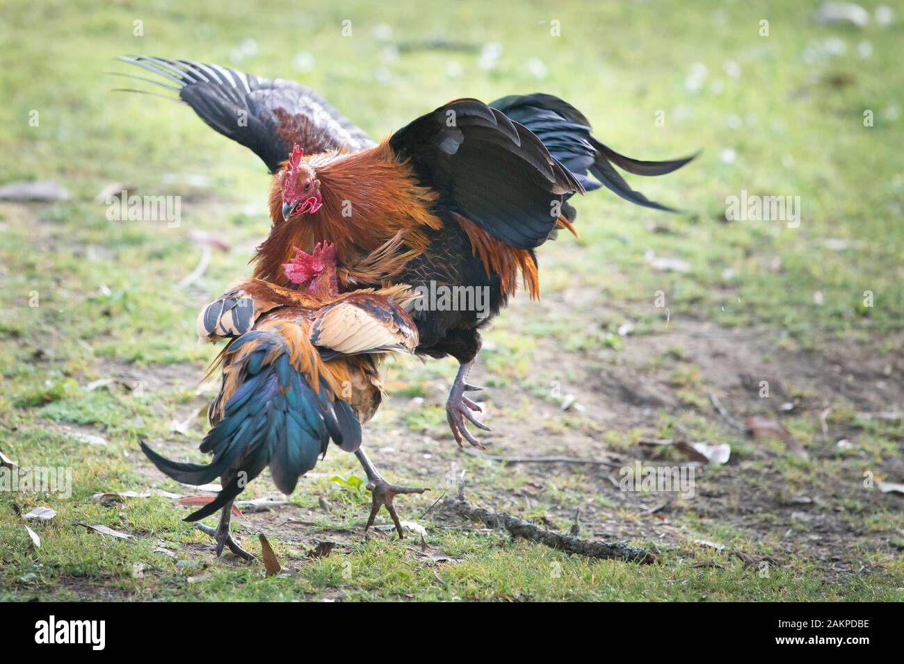Two wild roosters fighting in the Western Spring park Stock Photo - Alamy