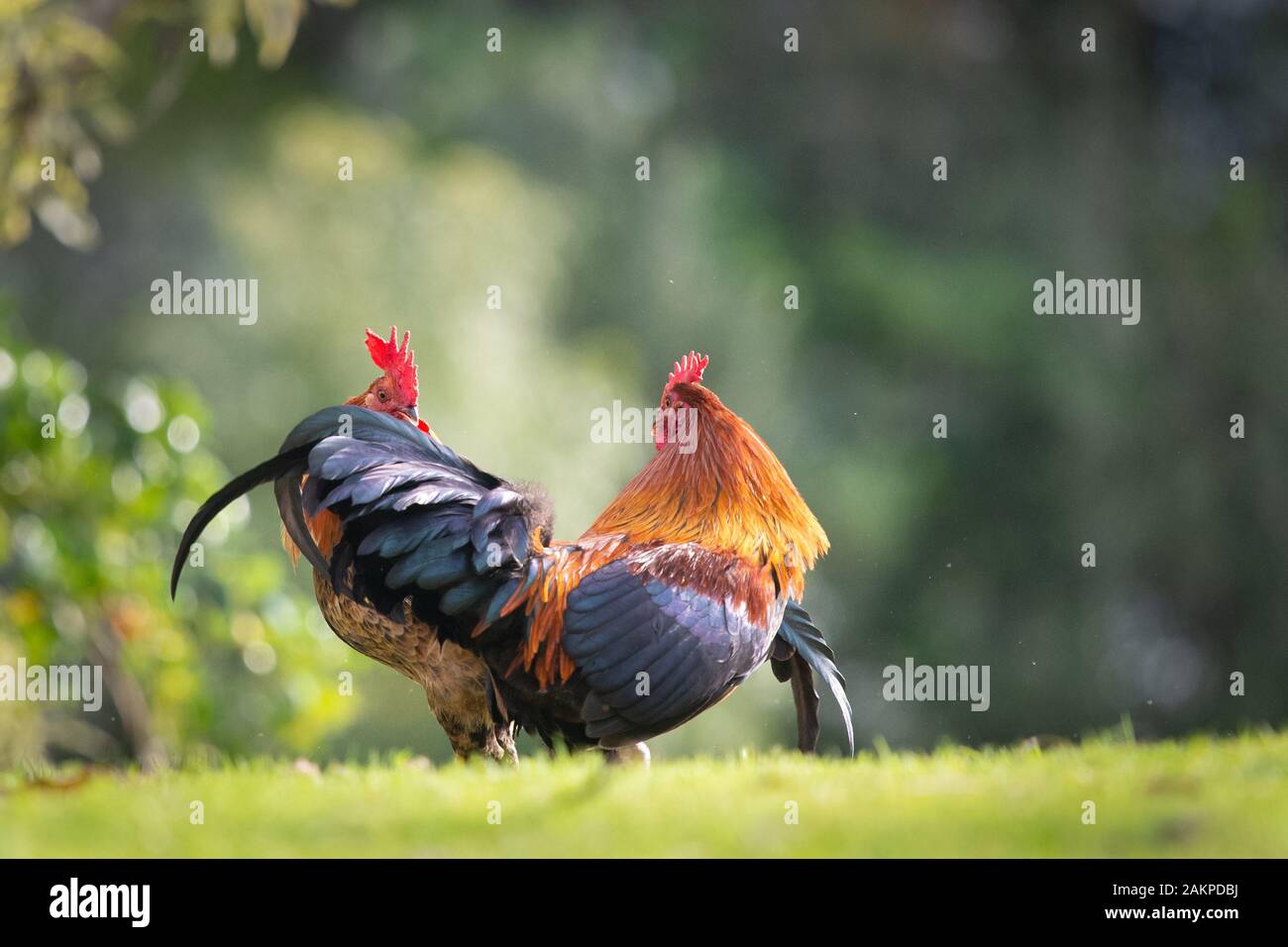 Two wild roosters fighting in the Western Spring park in springtime ...