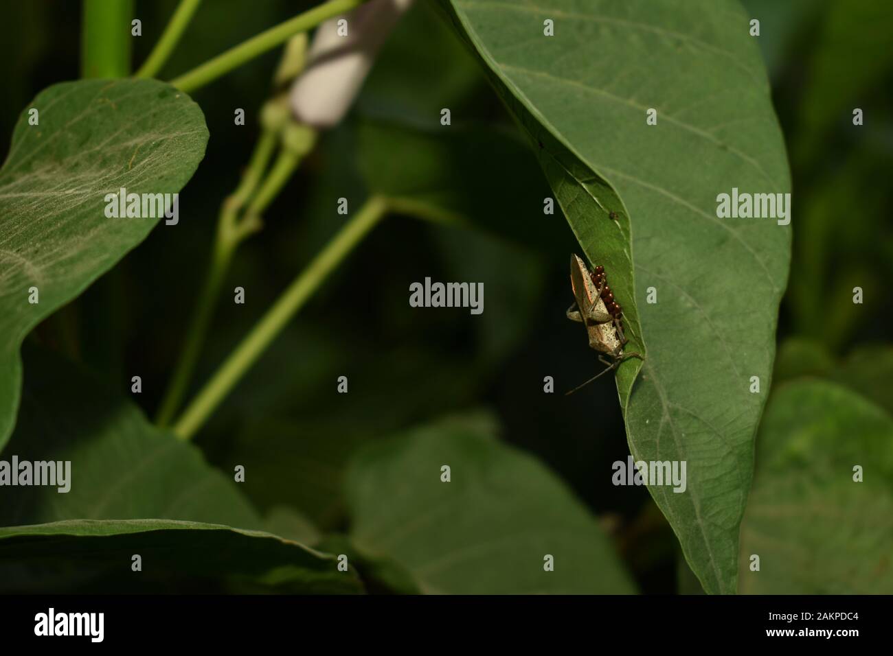Oval insect eggs hi-res stock photography and images - Alamy