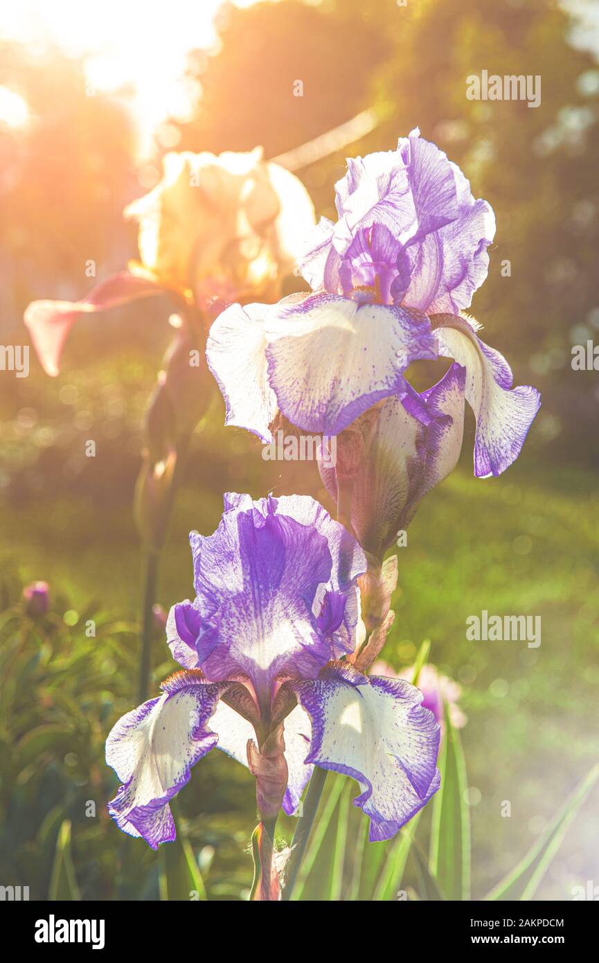Beautiful blue Iris flower in the garden at sunset. Close up Stock ...