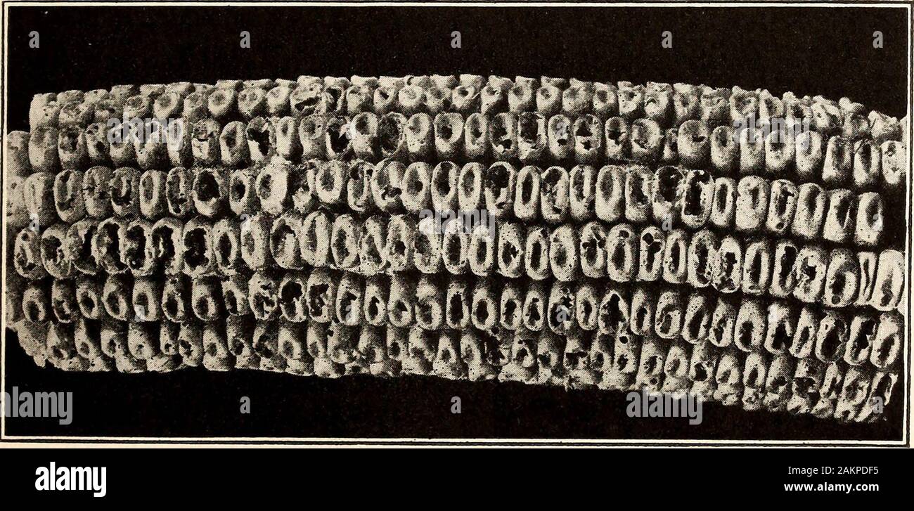 Corn weevils hi-res stock photography and images - Alamy