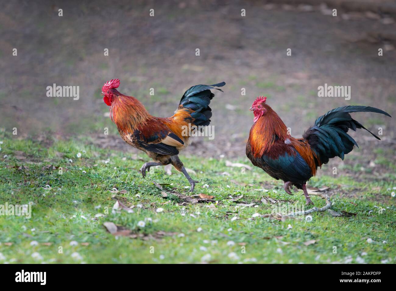 Two colourful wild roosters chasing each other in the Western Spring ...