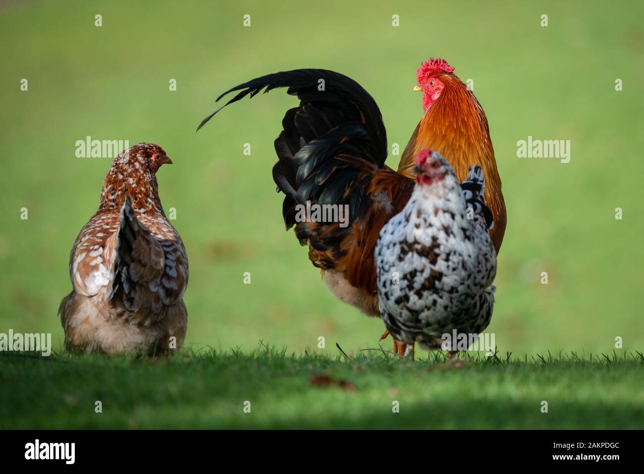Rooster and hens at Western Springs park in Auckland Stock Photo - Alamy